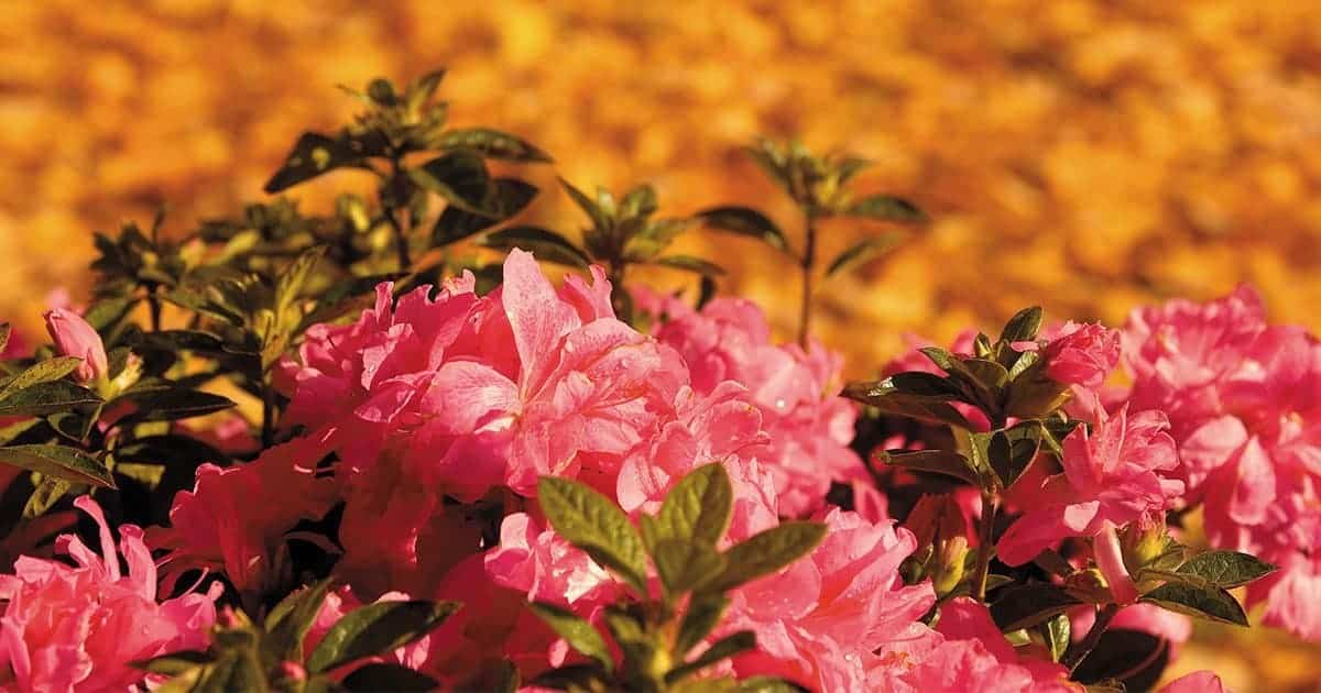 How and When To Fertilize Encore Azaleas | PlantsbyMail.com – Plants by ...