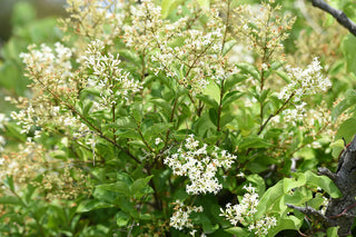 Ligustrum Buyer's Guide | Privet and Ligustrum varieties – Plants by Mail