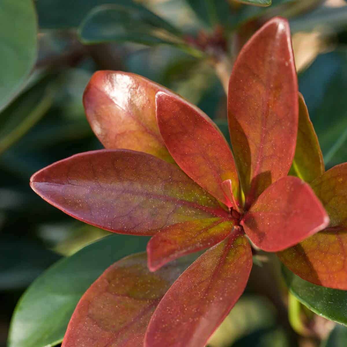 Cleyera Japonica Shrubs for Sale | Buy Online – Plants by Mail
