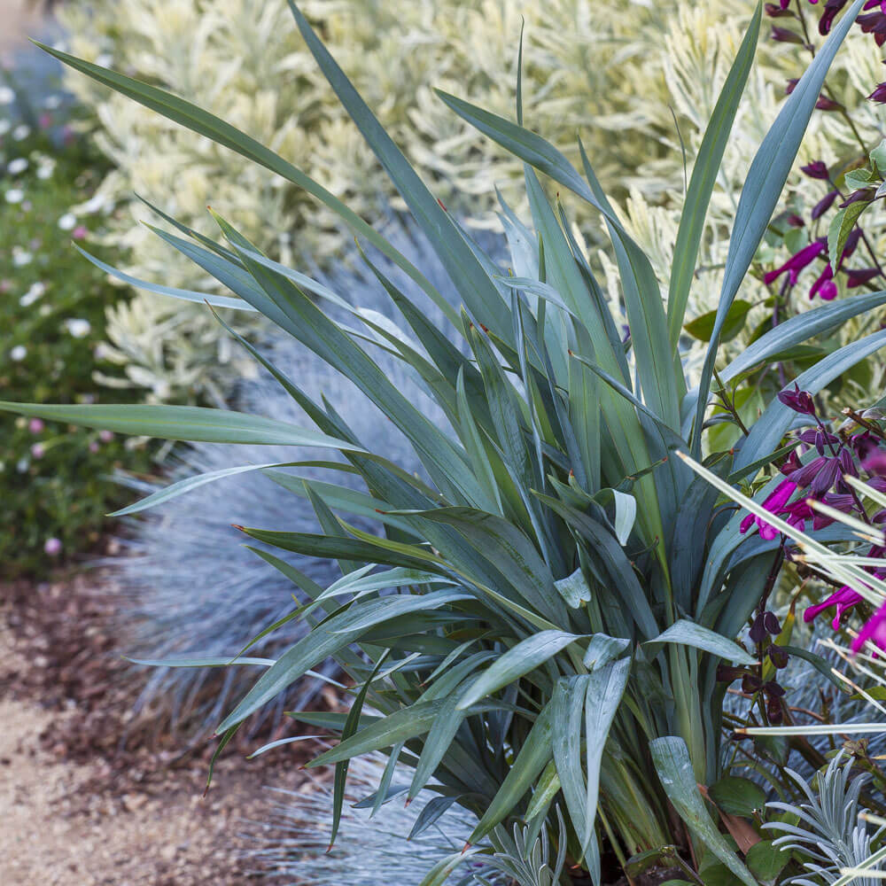 Dianella Flax Lily for Sale | Order Online – Plants by Mail