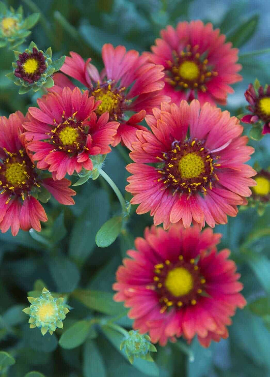 Shop Gaillardias for Sale | Purchase Online – Plants by Mail