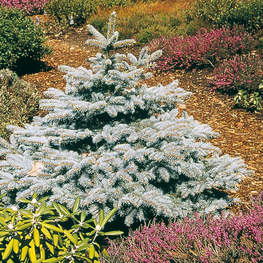 Spruce Trees for Sale | Shop Online – Plants by Mail