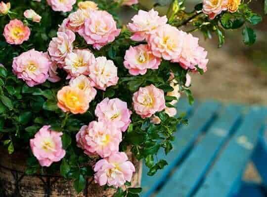 Ground Cover Roses for Sale | Shop Online with PlantsbyMail.com ...