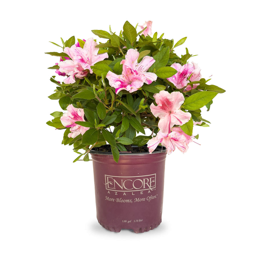 Autumn Twist Encore Azalea | Shop Online – Plants by Mail
