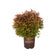 Fire Chief Arborvitae (Thuja) | Conifers Online – Plants by Mail