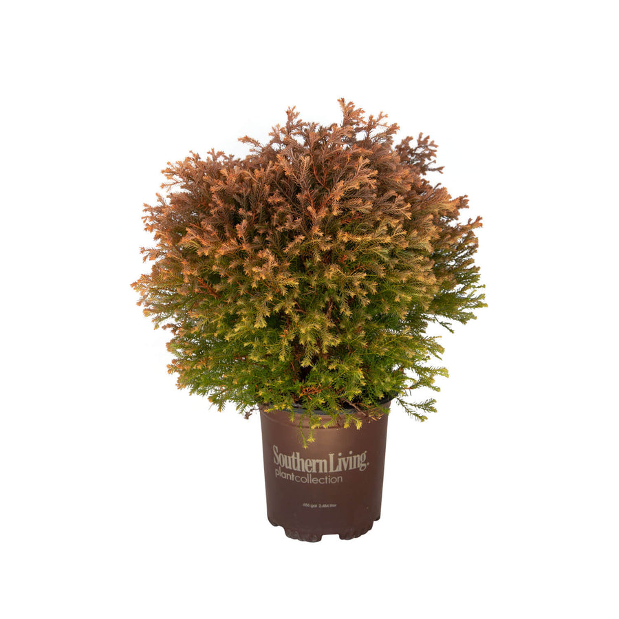 Fire Chief Arborvitae (Thuja) | Conifers Online – Plants by Mail