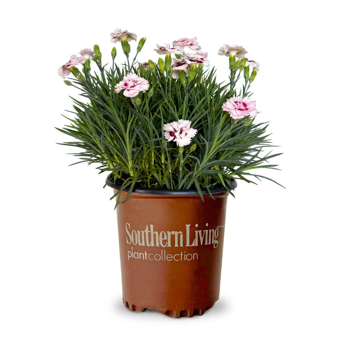 Scent First Raspberry Surprise Dianthus – Plants by Mail