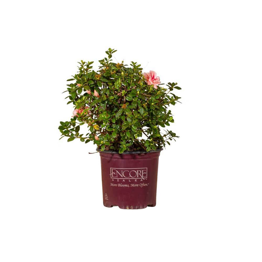 Autumn Belle Encore Azalea | Order Online – Plants by Mail