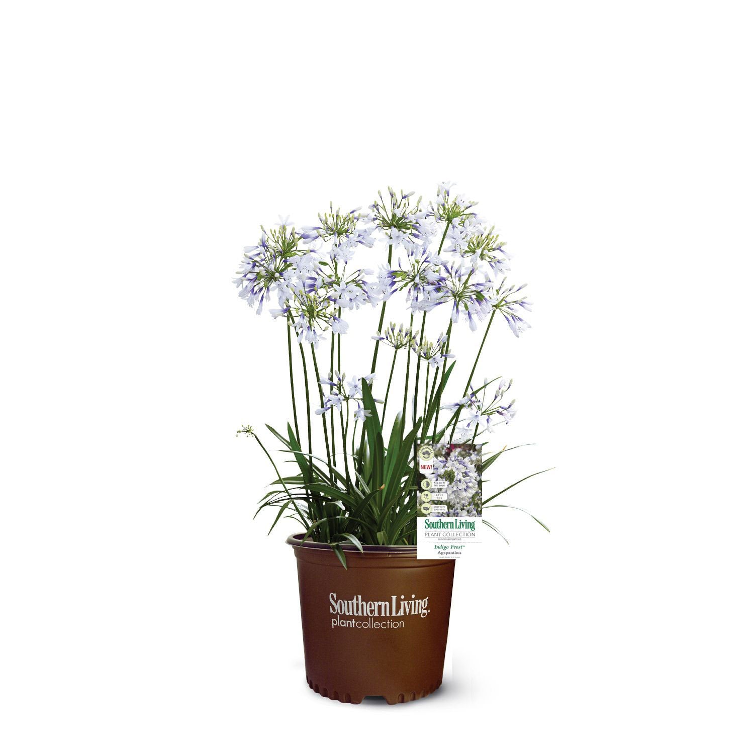 Indigo Frost Agapanthus | Shop Online with PlantsbyMail.com – Plants by Mail