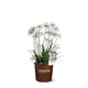 Indigo Frost Agapanthus | Shop Online – Plants by Mail