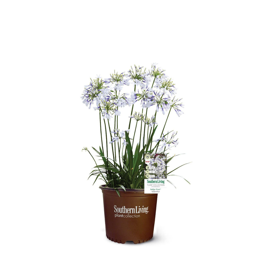 Indigo Frost Agapanthus | Shop Online – Plants by Mail