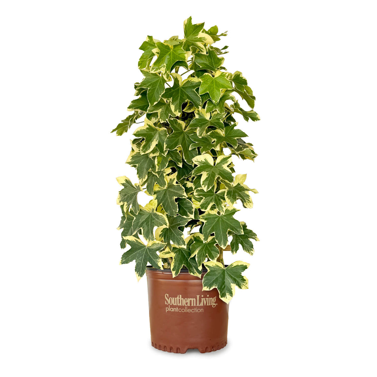 Angyo Star Fatshedera | Shop Vines – Plants by Mail