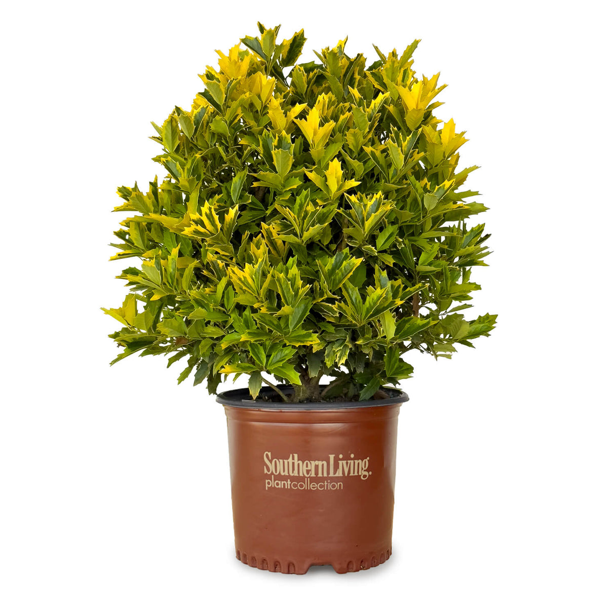 Golden Oakland Holly Tree | Variegated, Evergreen – Plants by Mail