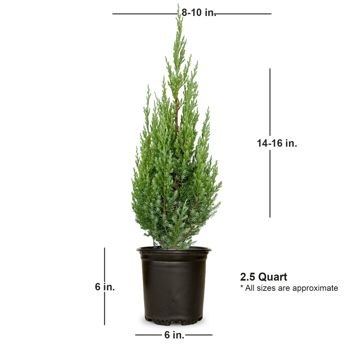 Juniper Trees for Sale | Upright Junipers – Plants by Mail