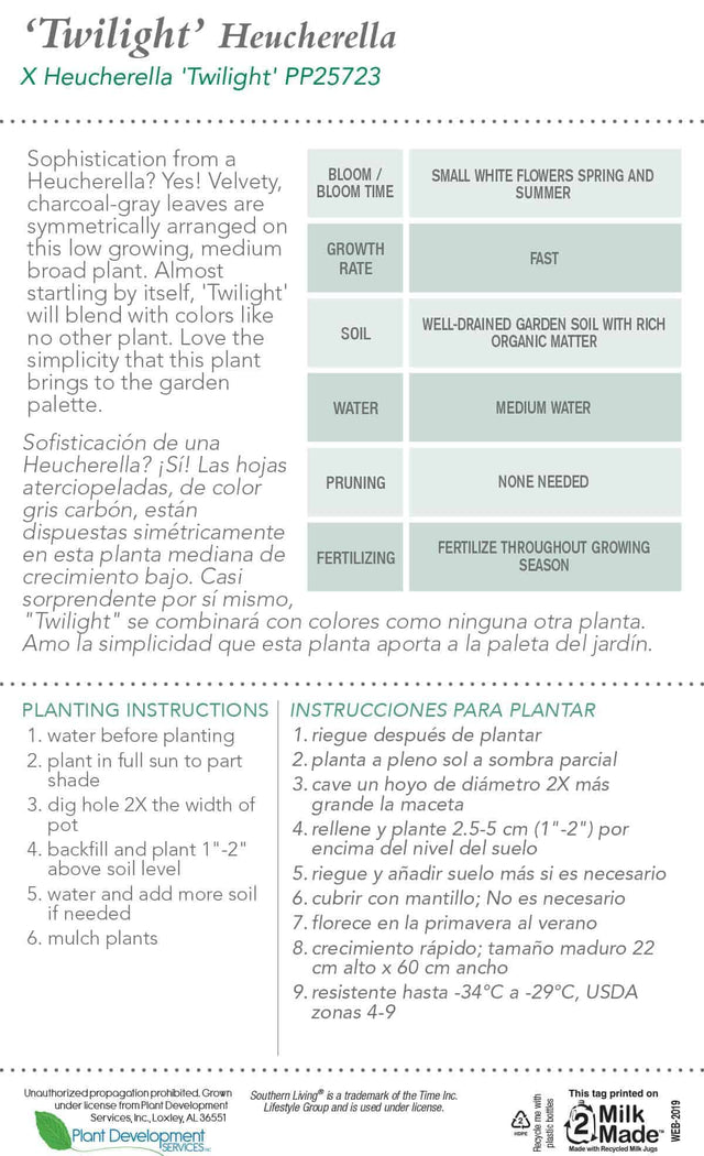 Twilight Heucherella | Shop Online with PlantsbyMail.com – Plants by Mail