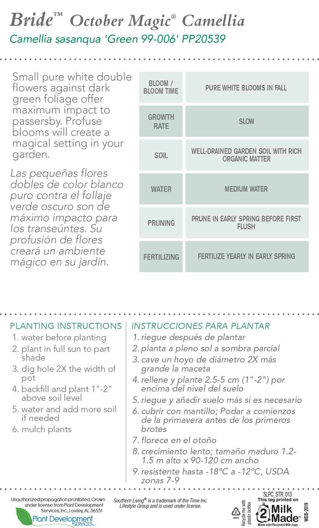 October Magic Bride Camellia | Shop – Plants by Mail