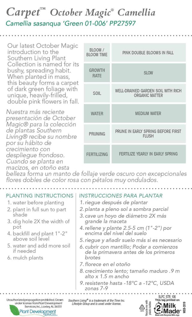 October Magic Carpet Camellia | Shop – Plants by Mail