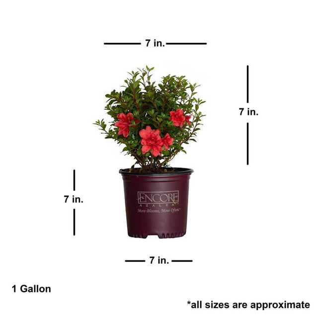 Autumn Princess Encore Azalea | Shop – Plants by Mail