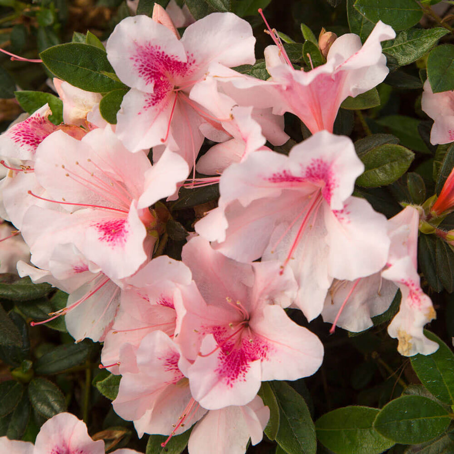 Autumn Chiffon Encore Azalea | Shop Online – Plants by Mail