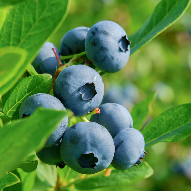 Becky Blue Blueberry Bush | Shop Online – Plants by Mail