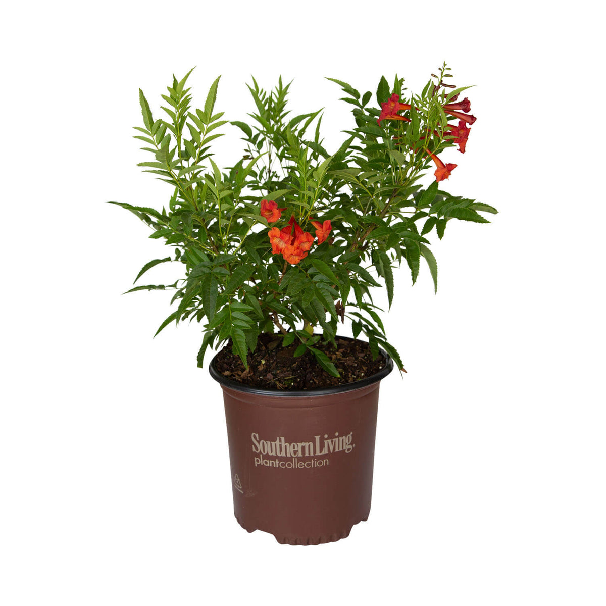Bells of Fire Tecoma – Vibrant Red-Orange Esperanza Shrub – Plants by Mail