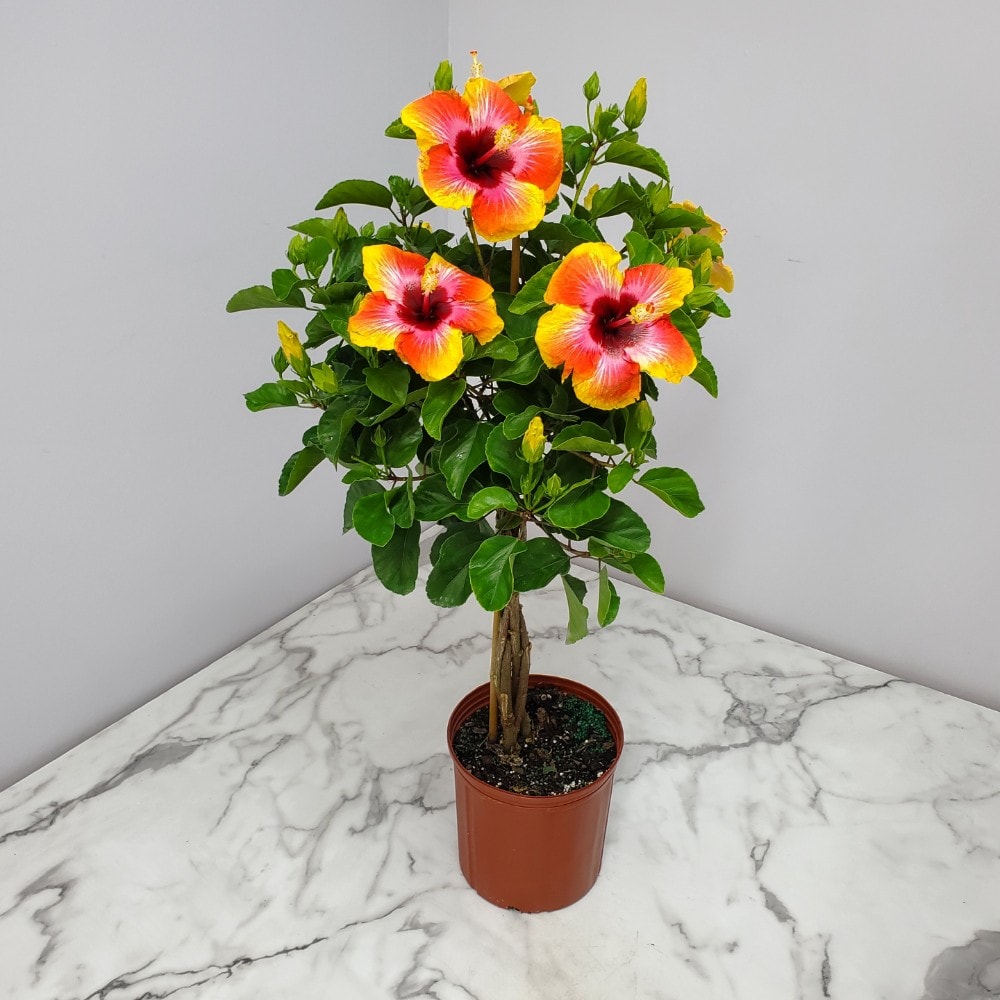 Fiesta Braided Hibiscus Tree – Plants by Mail