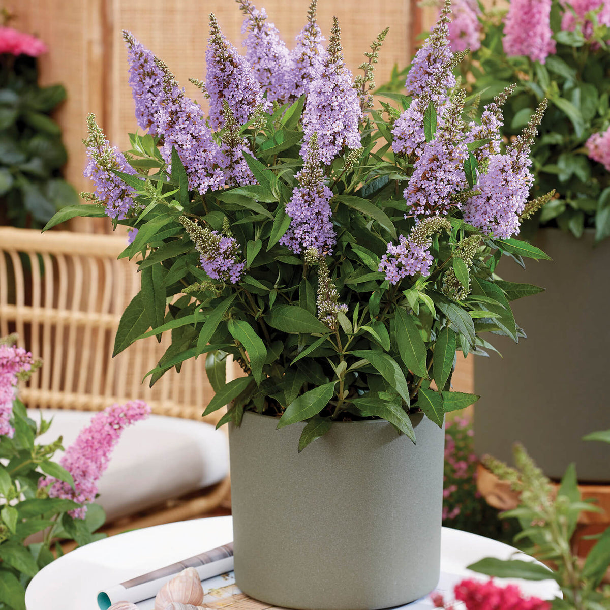 Butterfly Candy Butterfly Bush | Shop Online – Plants by Mail