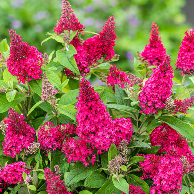 Li'l Raspberry Butterfly Bush | Magenta Flowering Butterfly Bush ...