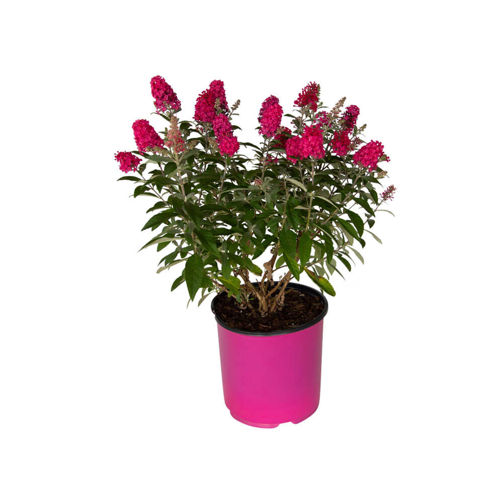 Lil' Raspberry Butterfly Bush | Magenta Flowering Butterfly Bush ...