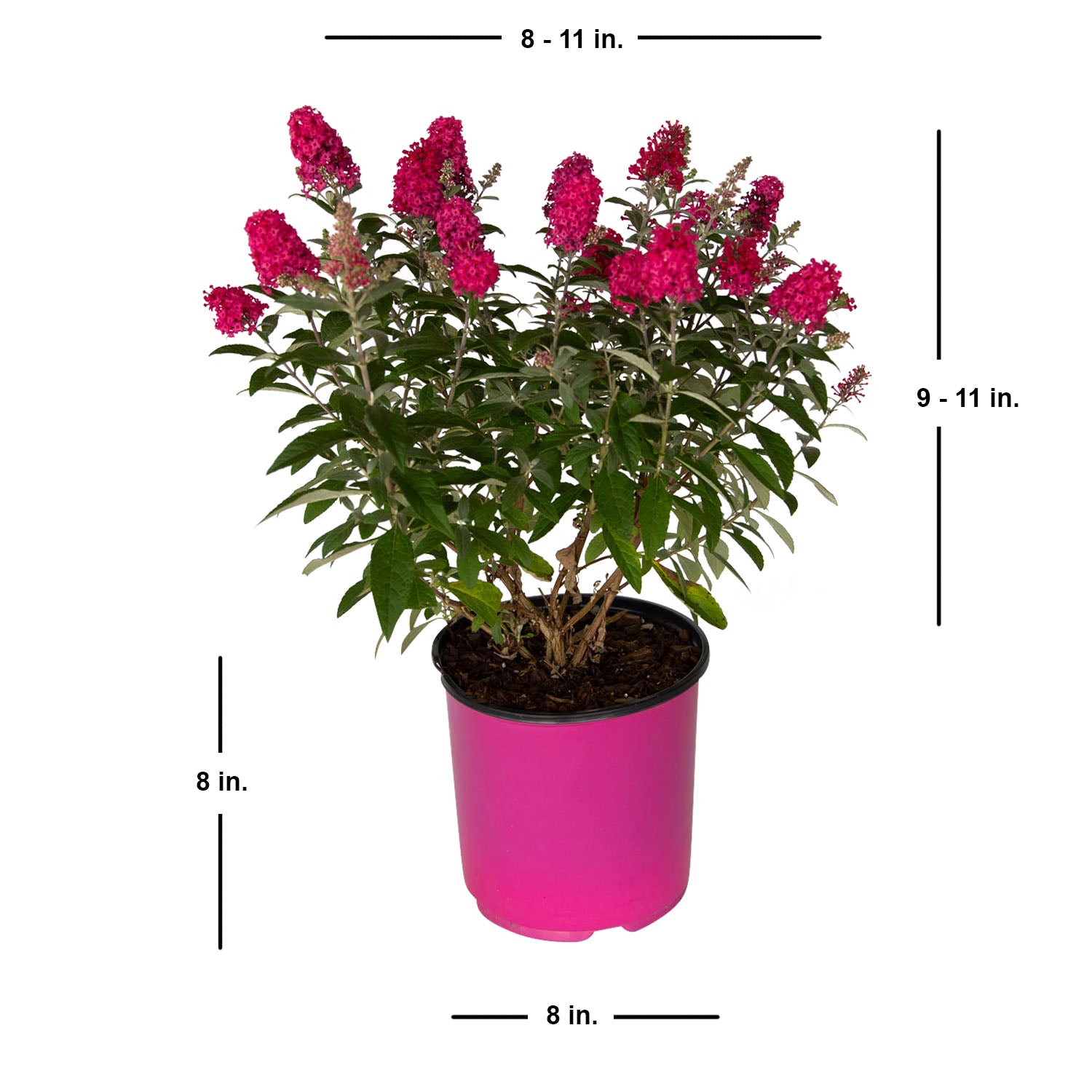 Lil' Raspberry Butterfly Bush | Magenta Flowering Butterfly Bush ...