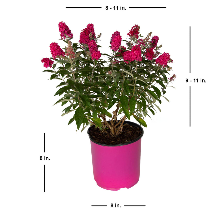 Li'l Raspberry Butterfly Bush | Magenta Flowering Butterfly Bush ...