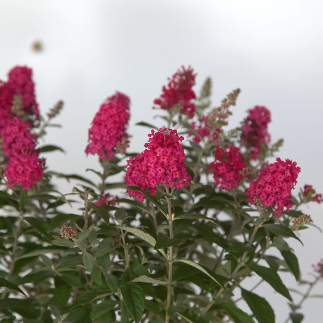 Li'l Raspberry Butterfly Bush | Magenta Flowering Butterfly Bush ...