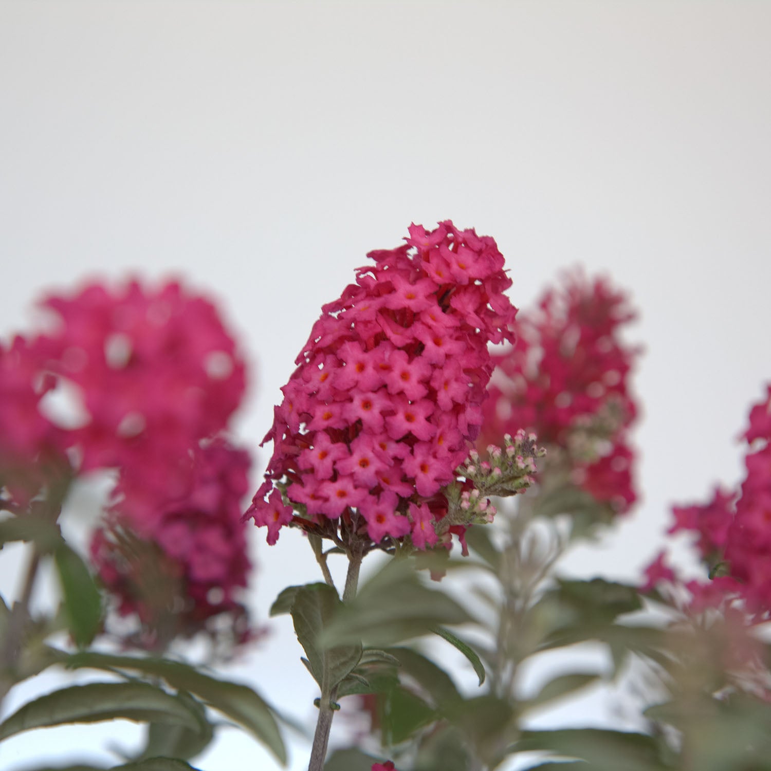 Lil' Raspberry Butterfly Bush | Magenta Flowering Butterfly Bush ...