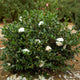 October Magic White Shi Shi Camellia | Shop – Plants by Mail
