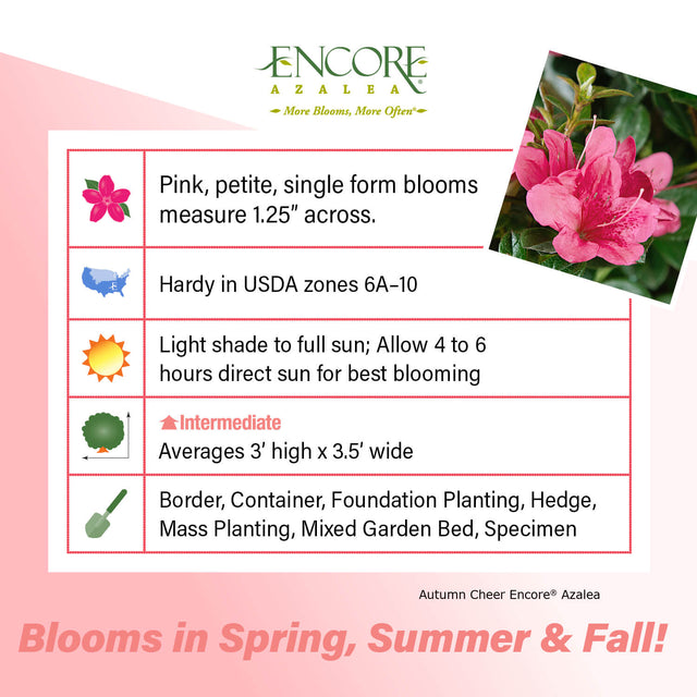 Autumn Cheer Encore Azalea | Shop Online – Plants by Mail