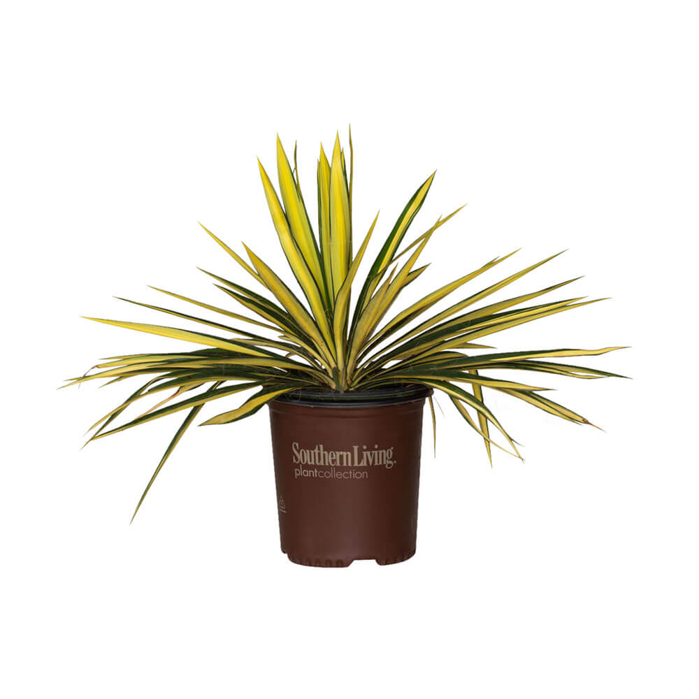 Color Guard Yucca | Shop Online – Plants by Mail