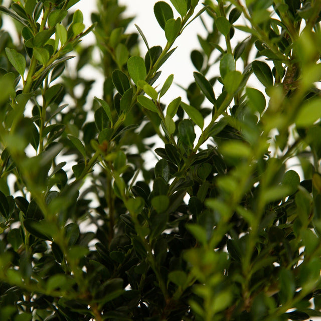 Compact Japanese Holly (Compacta) | Shop Now – Plants by Mail