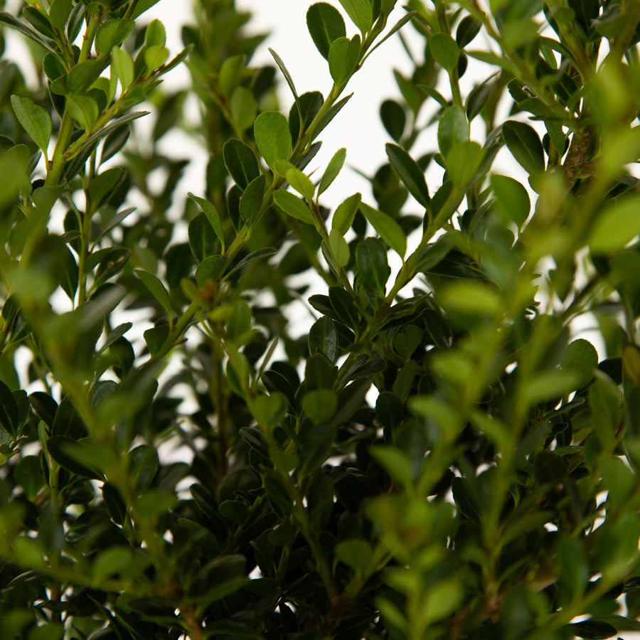 Compact Japanese Holly (Compacta) | Shop Now – Plants by Mail