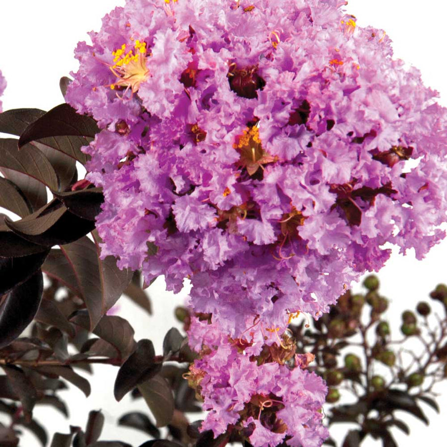 Delta Eclipse Crepe Myrtle Tree | Shop Online – Plants by Mail