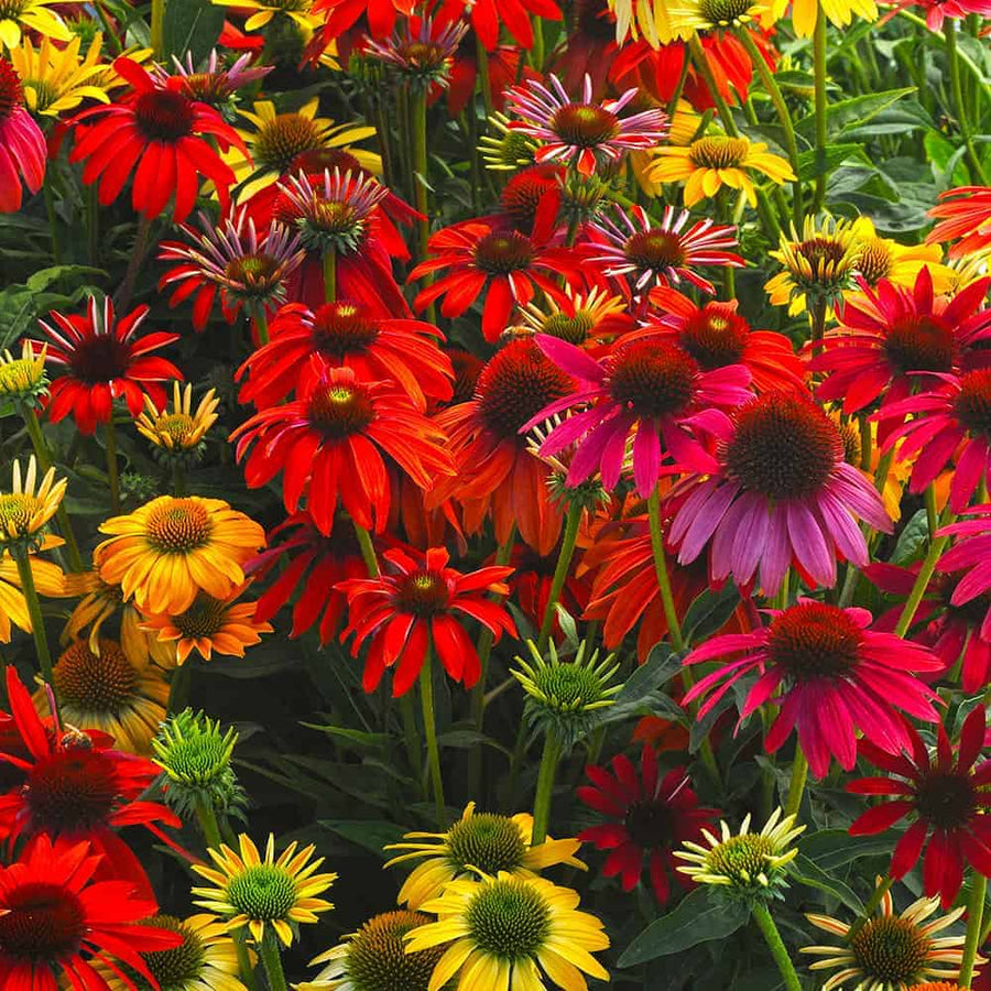 Cheyenne Spirit Echinacea (Coneflower) | Shop Online – Plants by Mail