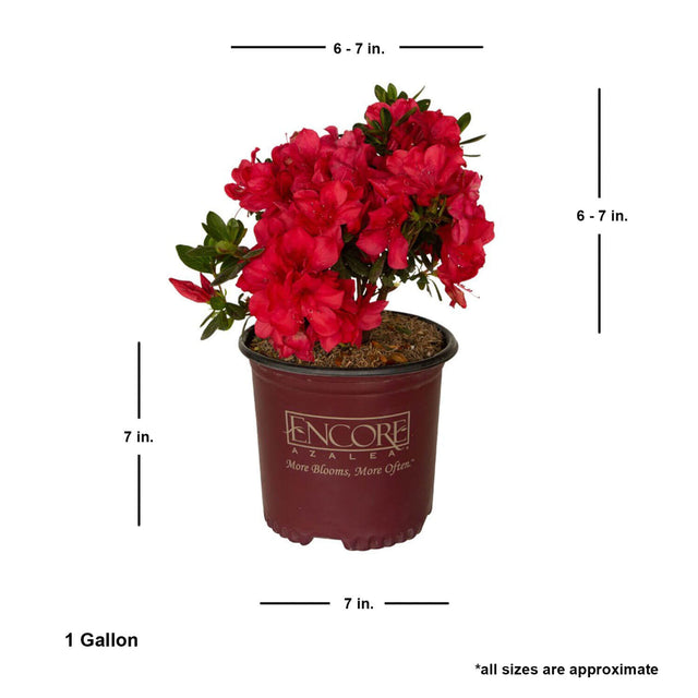 Autumn Bonfire Encore Azalea | Shop Online – Plants by Mail
