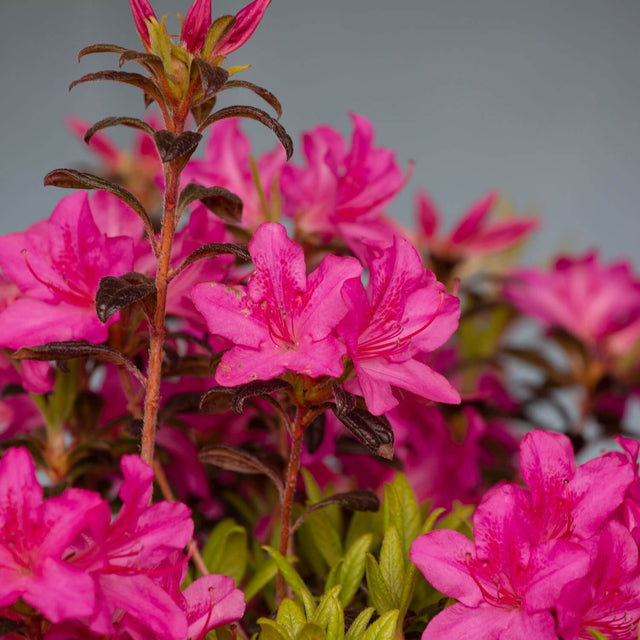 Autumn Amethyst Encore Azalea | Shop Online – Plants by Mail
