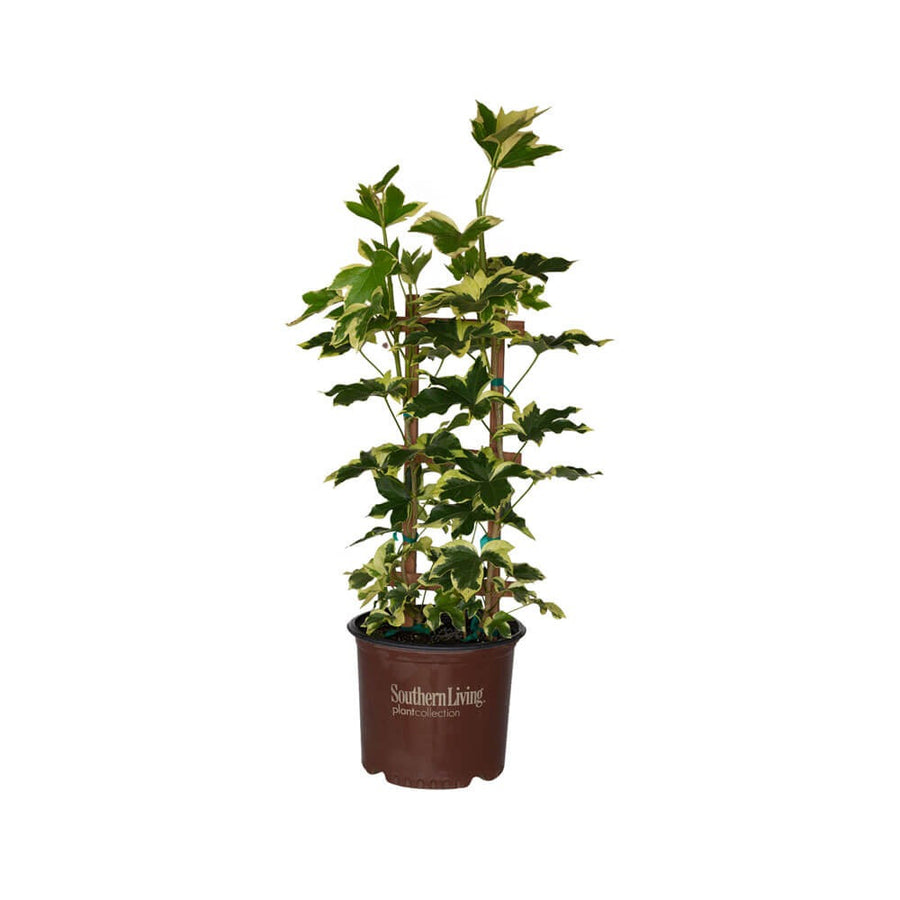 Angyo Star Fatshedera | Shop Vines with PlantsbyMail.com – Plants by Mail