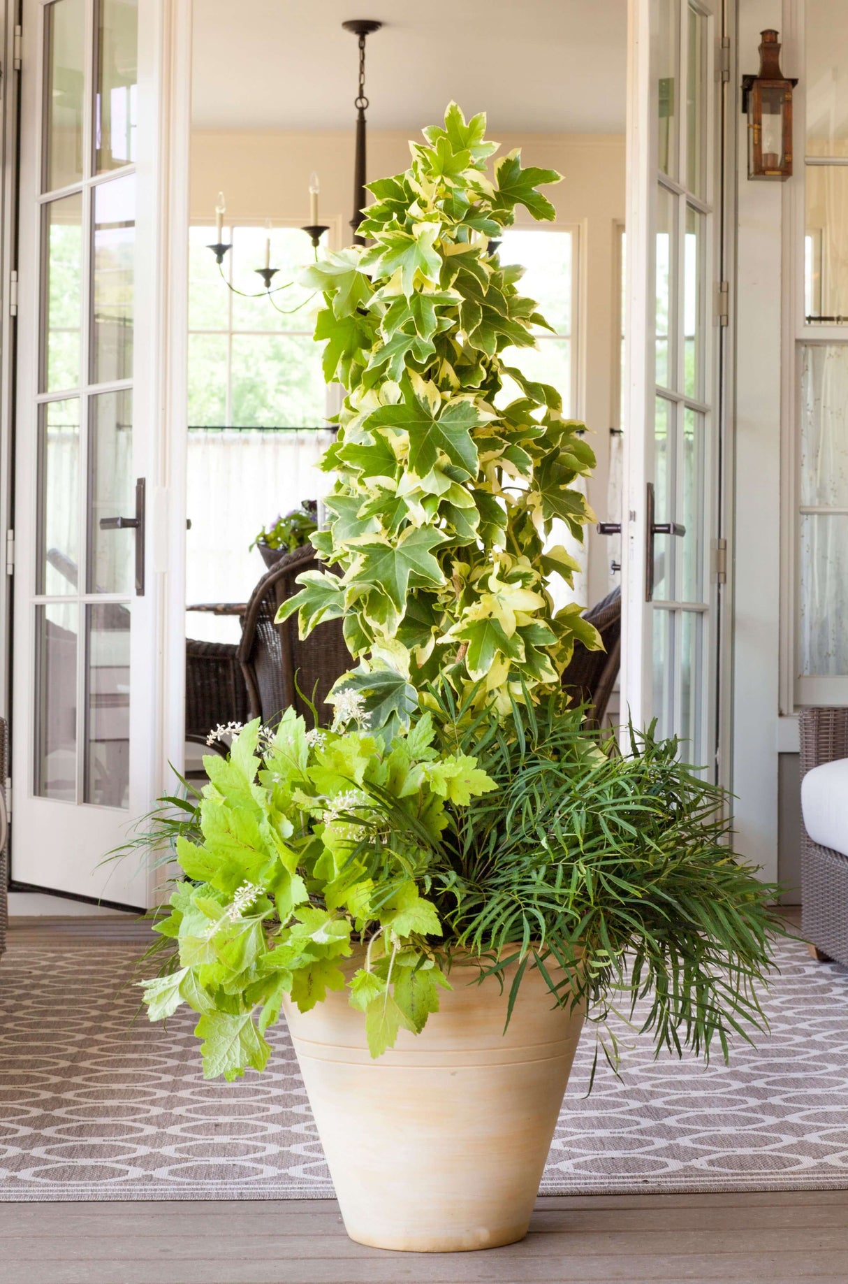 Angyo Star Fatshedera | Shop Vines – Plants by Mail