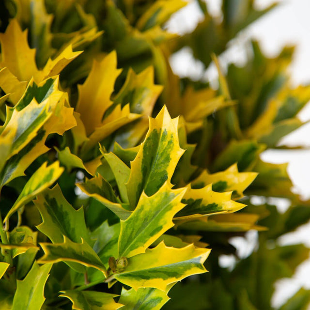 Golden Oakland Holly Tree | Variegated, Evergreen – Plants by Mail