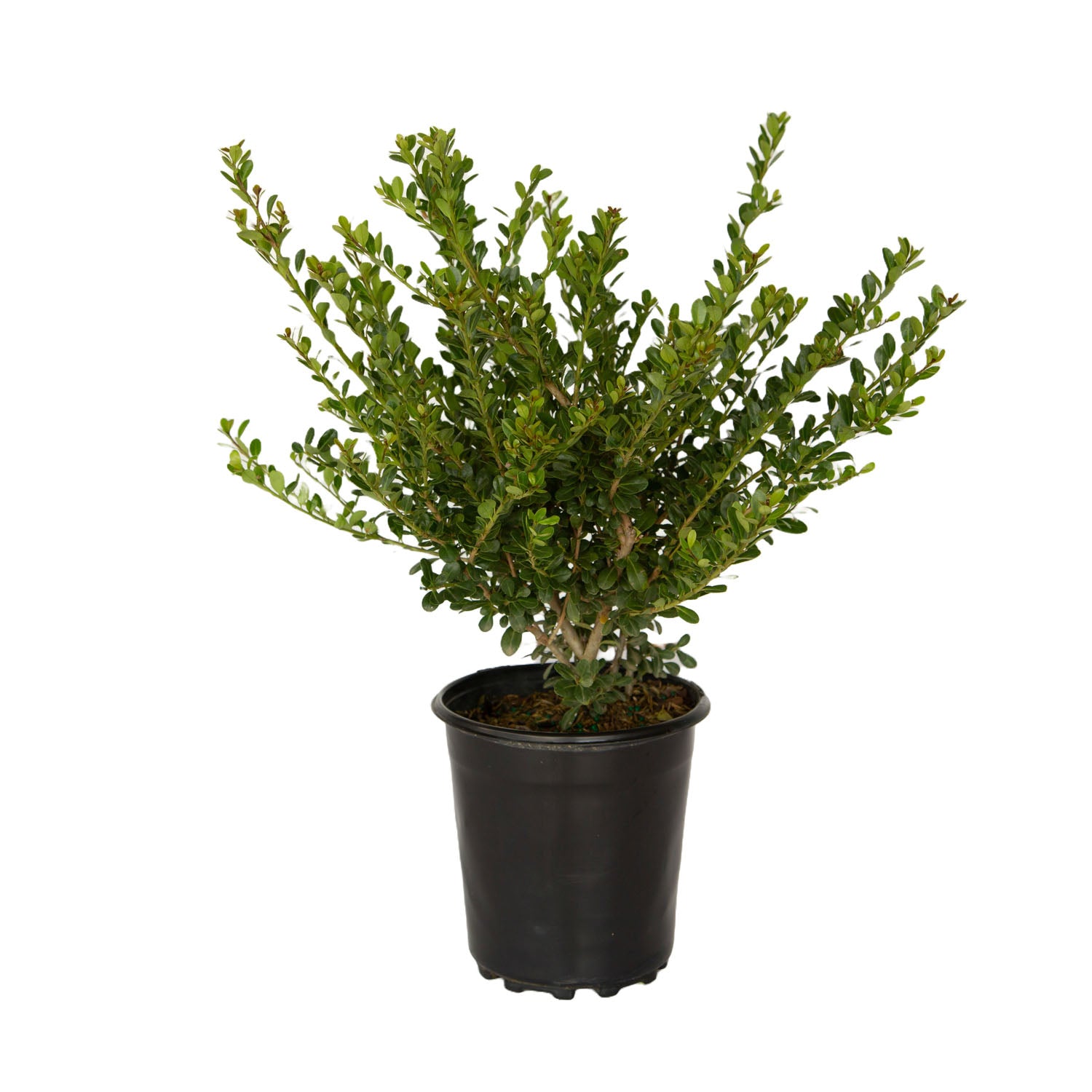Compact Japanese Holly (Compacta) | Shop Now – Plants by Mail