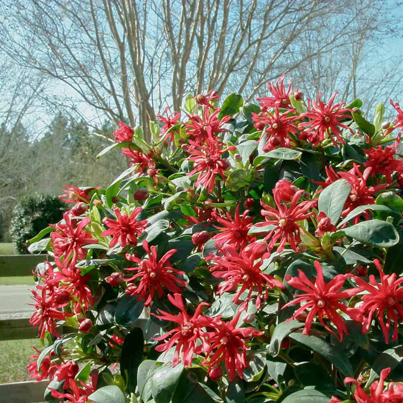 Illicium Anise Tree for Sale | Shop Now – Plants by Mail
