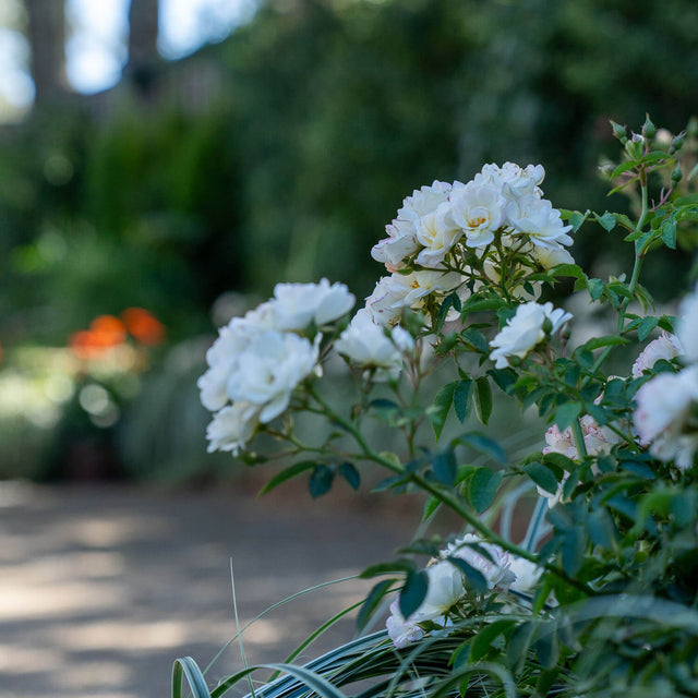 It’s A Breeze Ivory Blush | Groundcover Rose – Plants by Mail