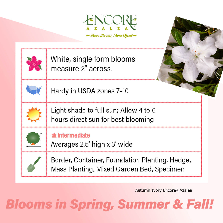 Autumn Ivory Encore Azalea | Shop Online – Plants by Mail