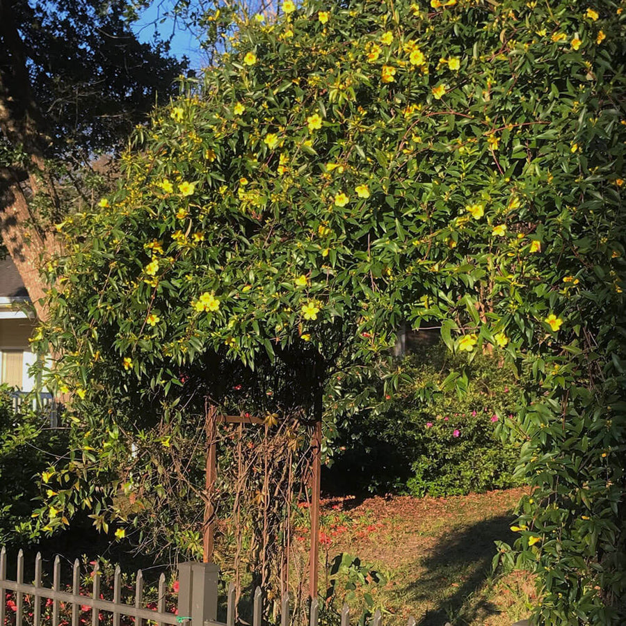 Carolina Jessamine | Order Online – Plants by Mail